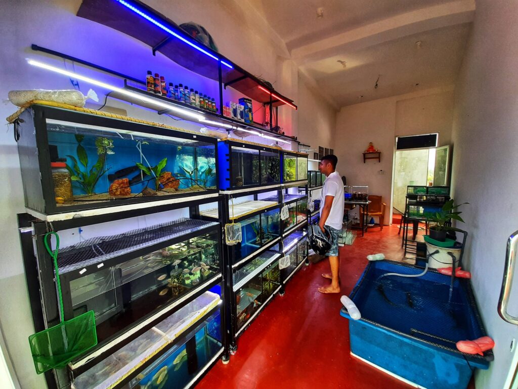 The Fishyflex - Ceylon Pages